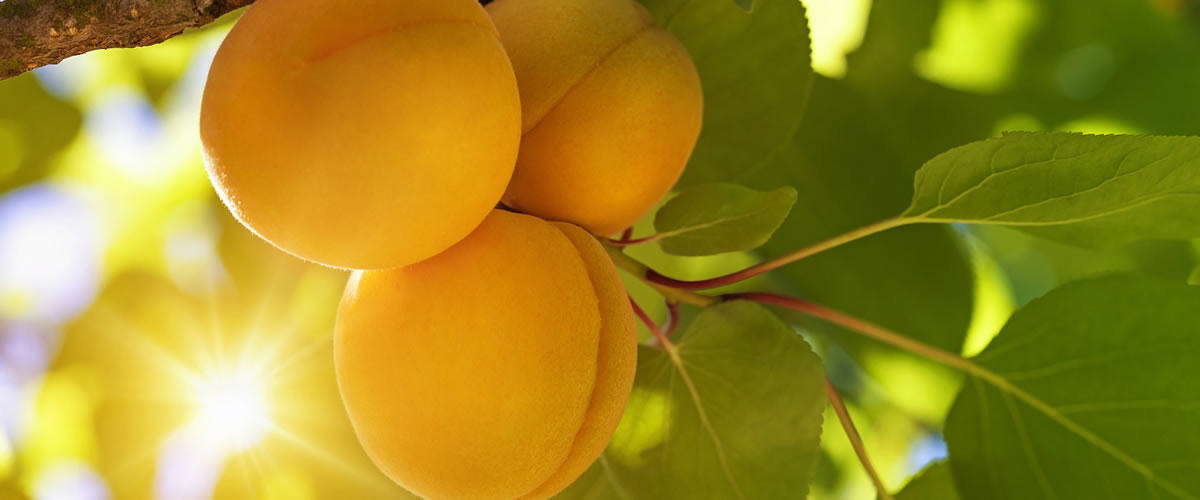 Nutri-Pak® Fertilizer Packets THE ORIGINAL SLOW RELEASE PACKET