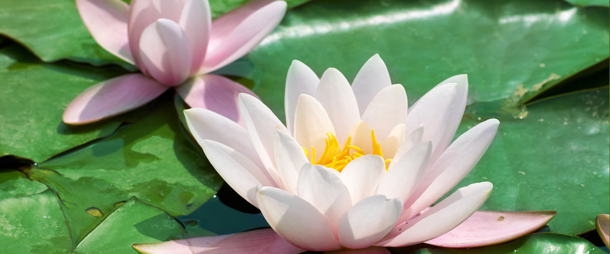 Nutri-Pak® Fertilizer Packets THE ORIGINAL SLOW RELEASE PACKET